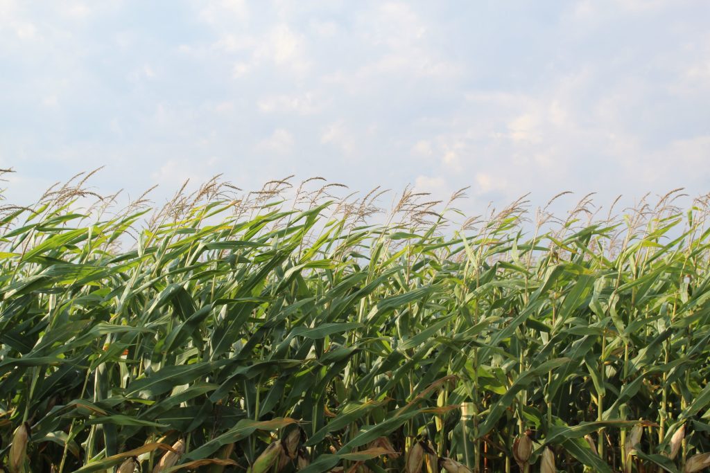 Organic Bacon & Humanely Raised Pork Products | North Country Smokehouse